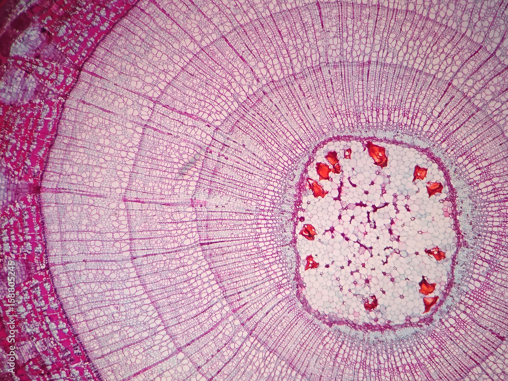 Cross sections of plant stem under microscope view Stock Photo | Adobe ...