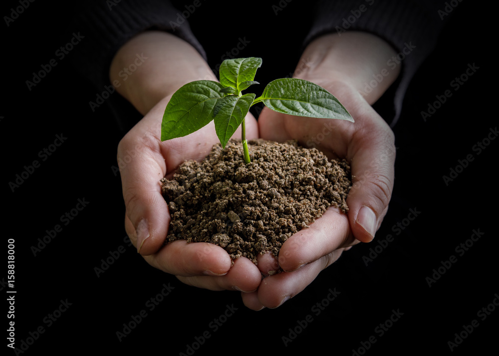 Plant In Two Hands