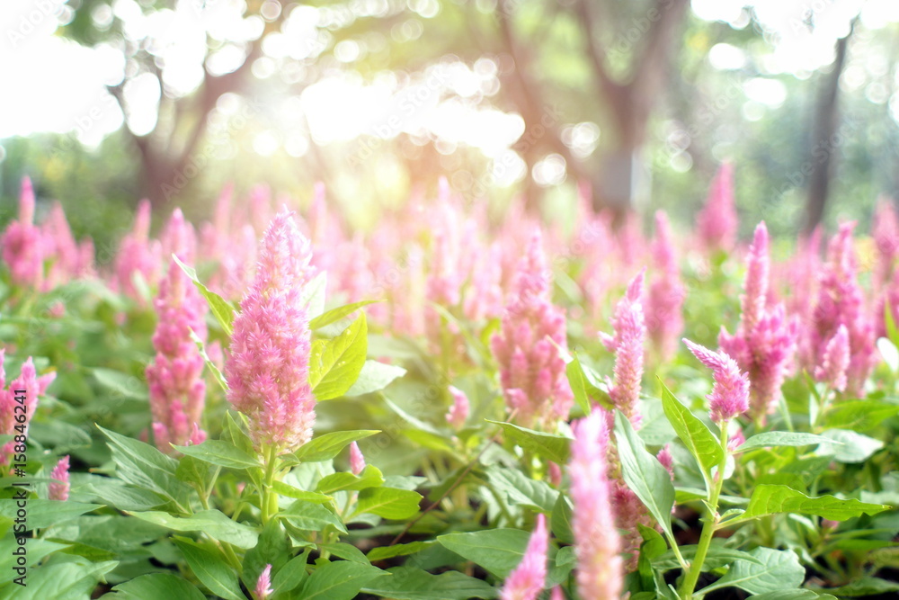 Cockscomb, Pink Cockscomb Flower with bokeh effect in the public park ...