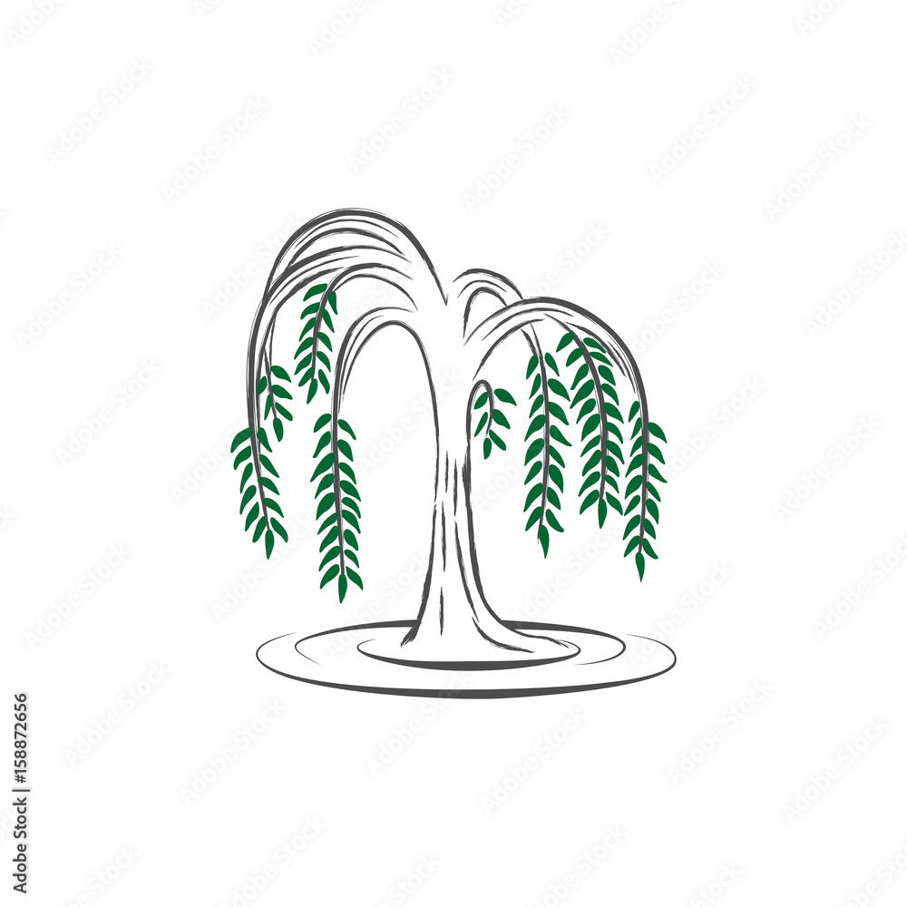 Willow tree vector illustration Stock Vector | Adobe Stock