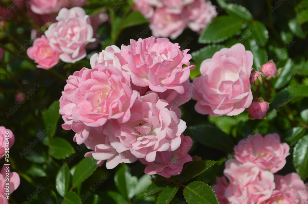 Beautiful Pink Rose Garden with Flowering Roses Stock Photo | Adobe Stock