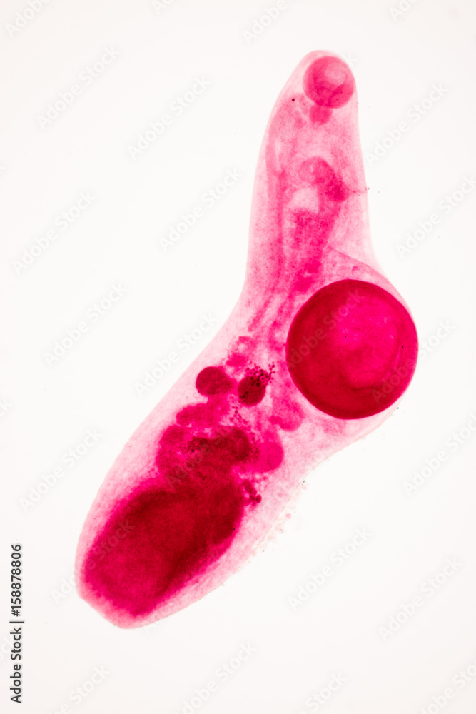 parasite on slide under microscope view. Stock Photo | Adobe Stock