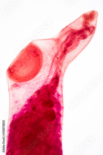 parasite on slide under microscope view. Stock Photo | Adobe Stock