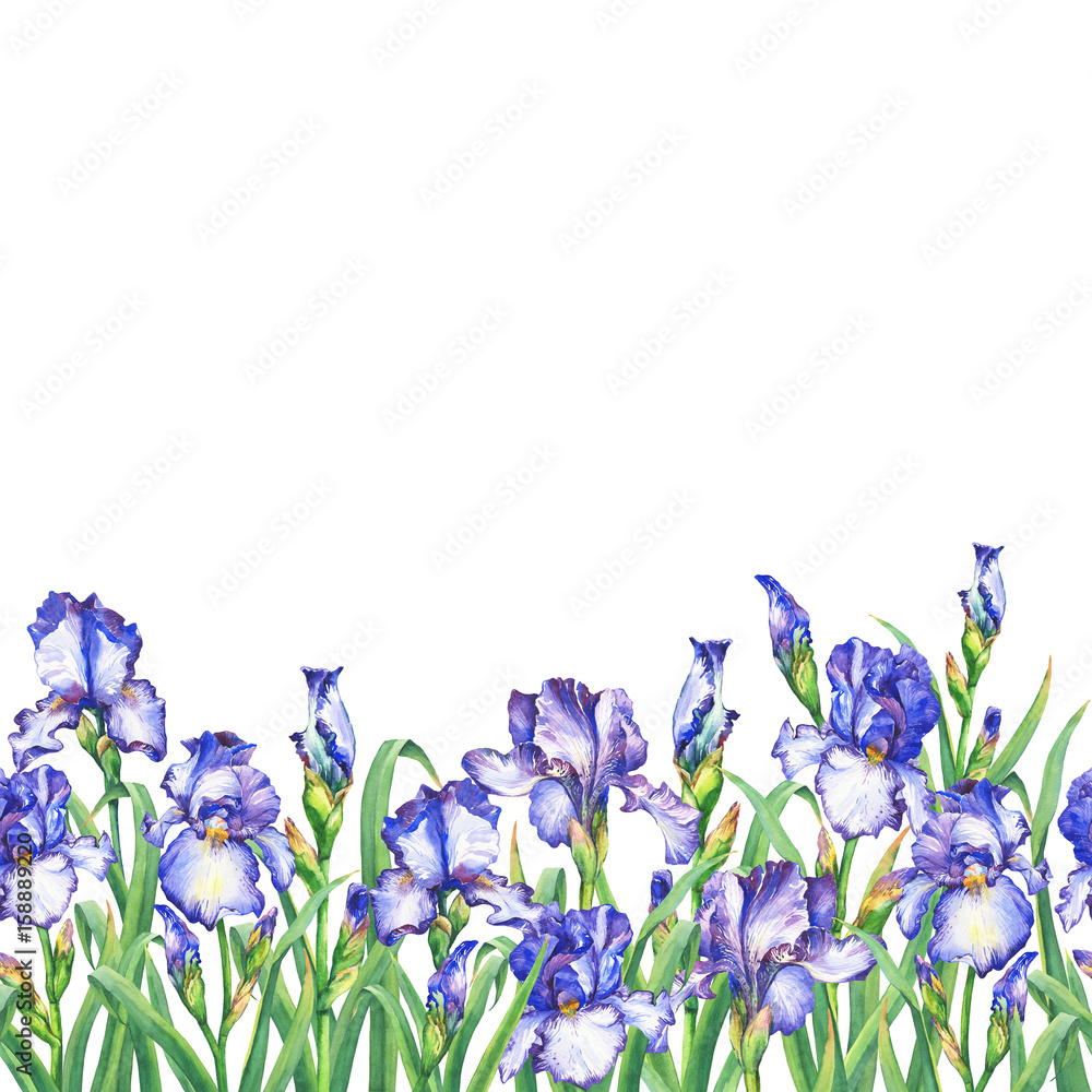 Floral seamless border with flowering violet irises, on white ...
