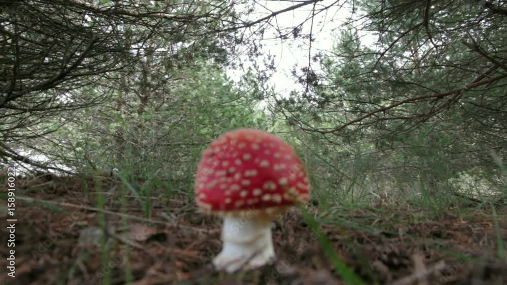Seta de color rojo Fly Agaric ( Amanita Muscaria en el centro y ...