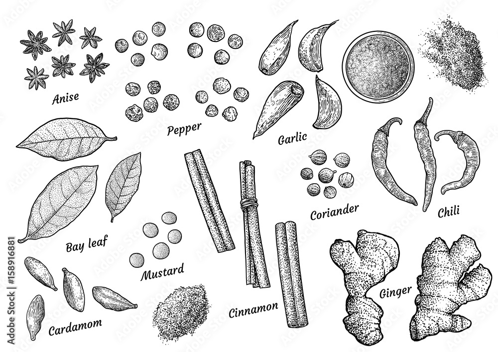 Spice collection illustration, drawing, engraving, ink, line art ...
