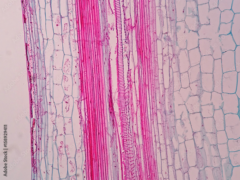 Vascular Tissue