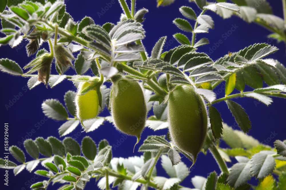 Cicer arietinum Garbanzo Kichererbse Chickpea حمص شائع Ciecierzyca Нут ...