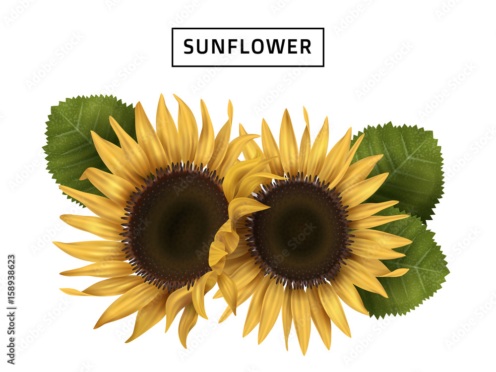 sunflower realistic illustration Stock Vector | Adobe Stock