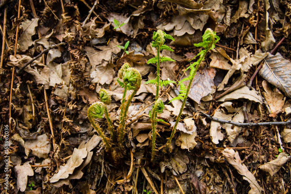 Sprouts of fern in forest Stock Photo | Adobe Stock