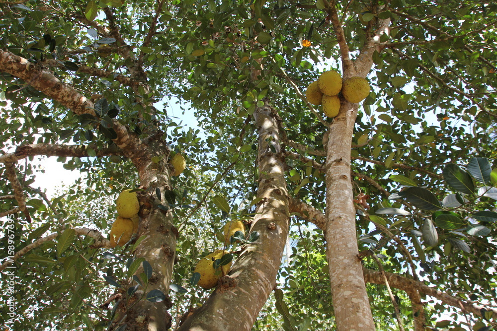 Durian Tree with Fruits / Zanzibar Island, Tanzania, Indian Ocean, East ...