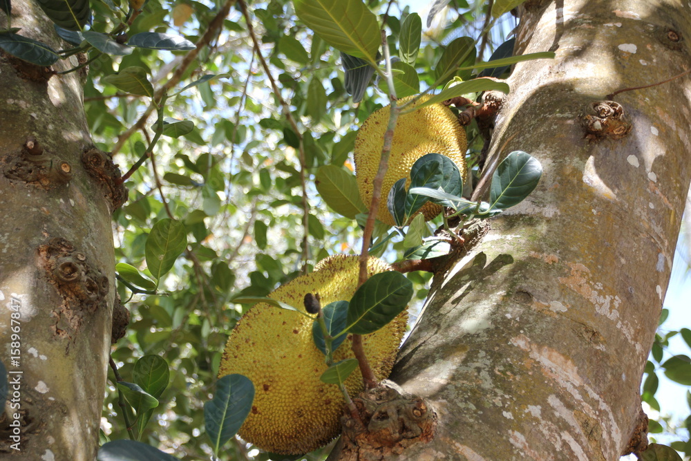 Durian Tree with Fruits / Zanzibar Island, Tanzania, Indian Ocean, East ...