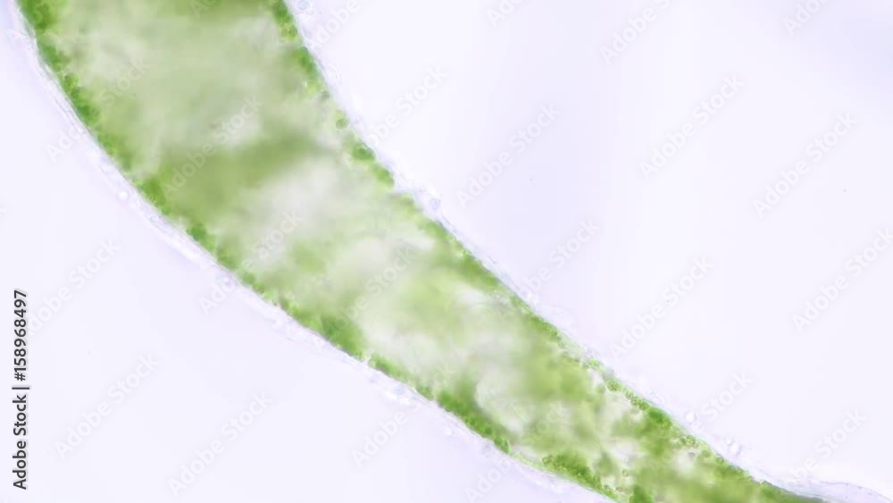 Hydra is a genus of small, fresh-water animals of the phylum Cnidaria ...