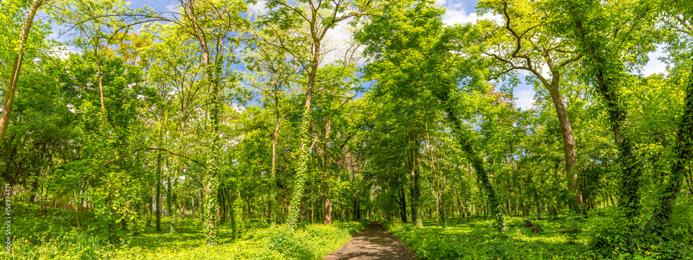 Amazing green trees, forest, green leaves and trees. Trees with ...