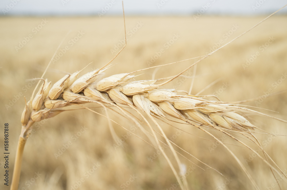 One grain ear over wheat grain field Stock Photo | Adobe Stock