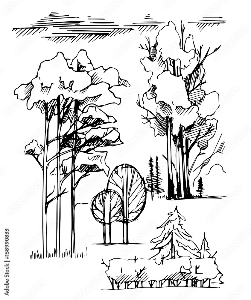 Graphic line Illustration , the entourage of trees on a white ...