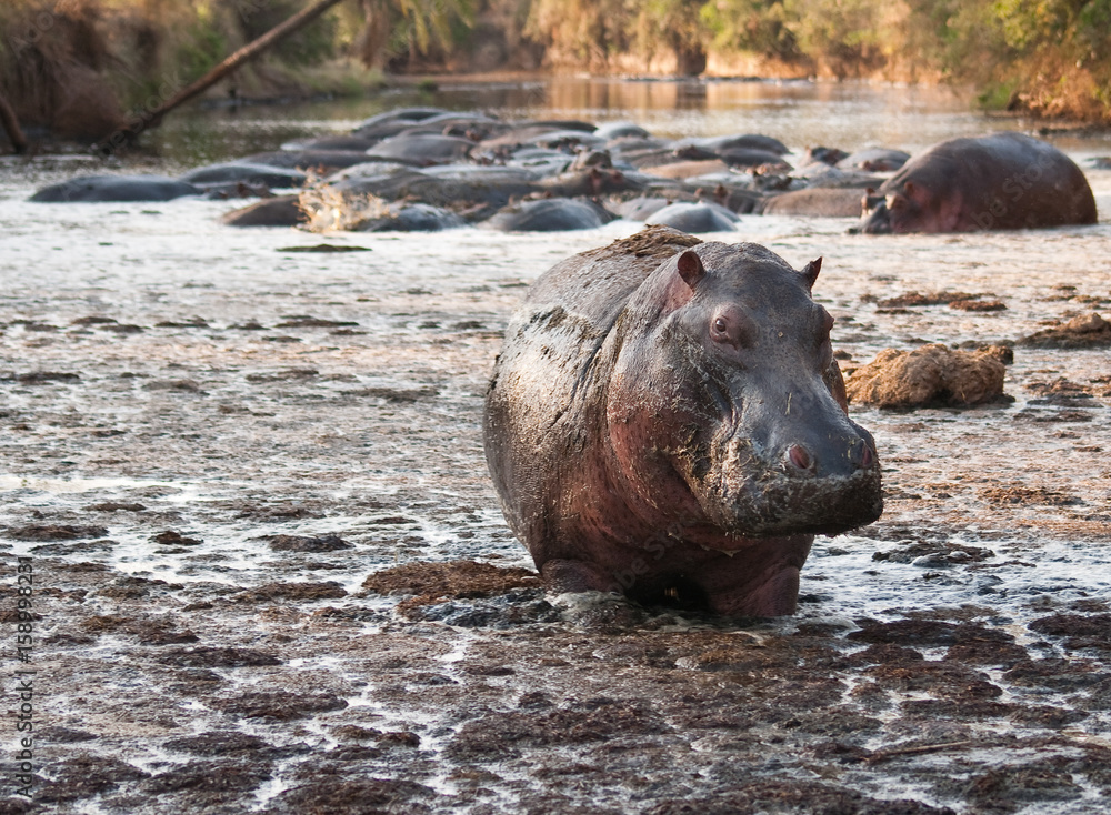 Flusspferd steht in einem Schlammloch Stock Photo | Adobe Stock