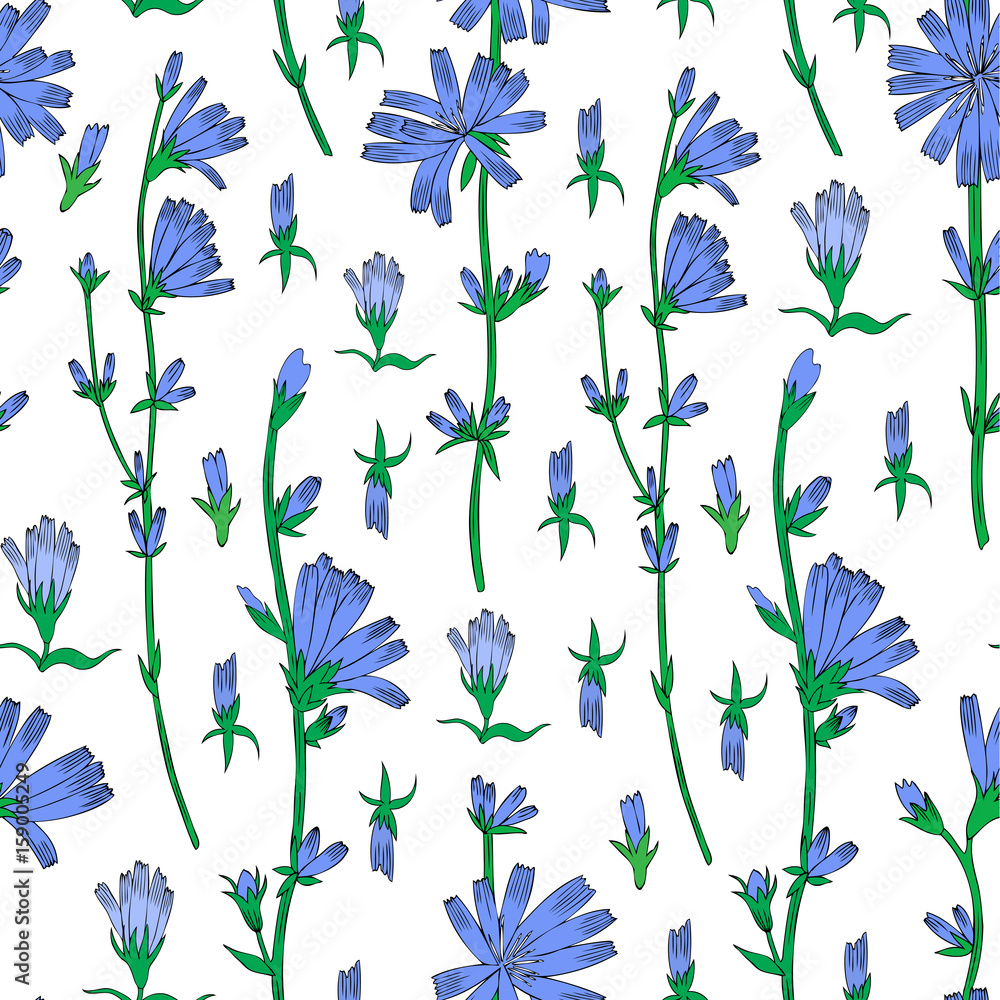 Seamless vector floral pattern, Chicory flower hand drawn graphic ...