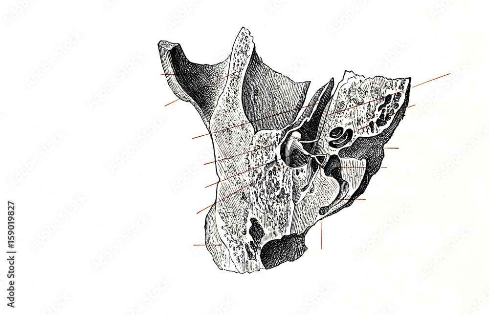 Horizontal cross section of left temporal bone and inner ear (from ...