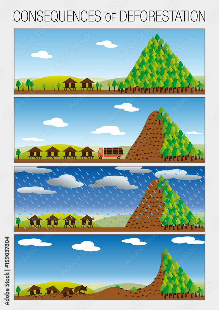 Graph shows in 4 steps the consequences of deforestation of forests ...