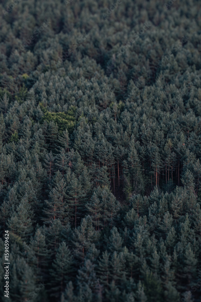 texture of forest Stock Photo | Adobe Stock