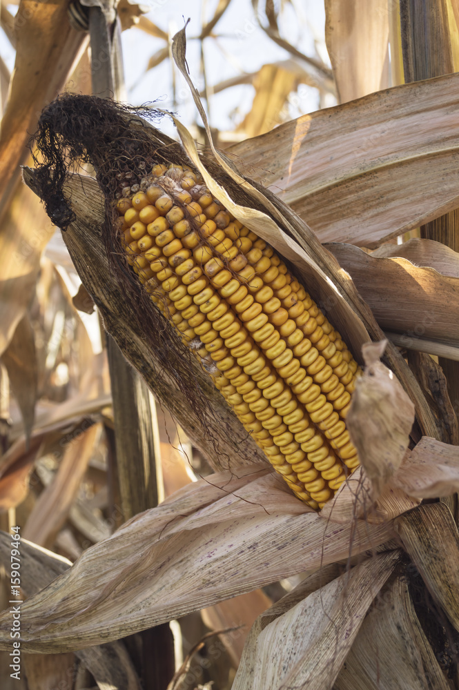 Ripe corn cob in cultivated agricultural corn field. Stock Photo ...