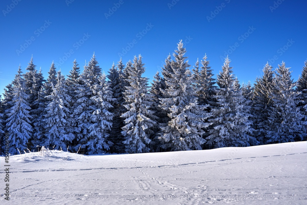 Winterwald mit verschneiter Landschaft Stock-Foto | Adobe Stock