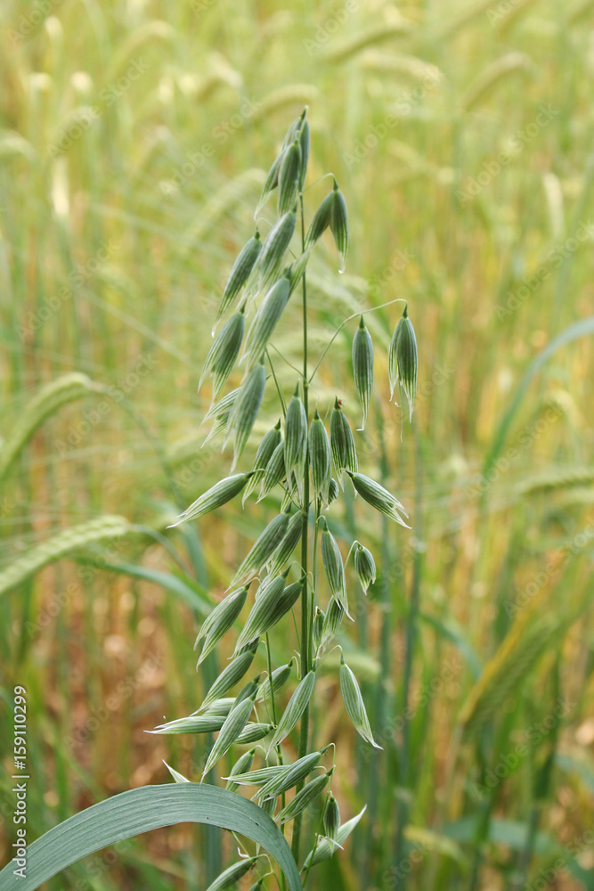 Pianta di Avena Stock Photo | Adobe Stock