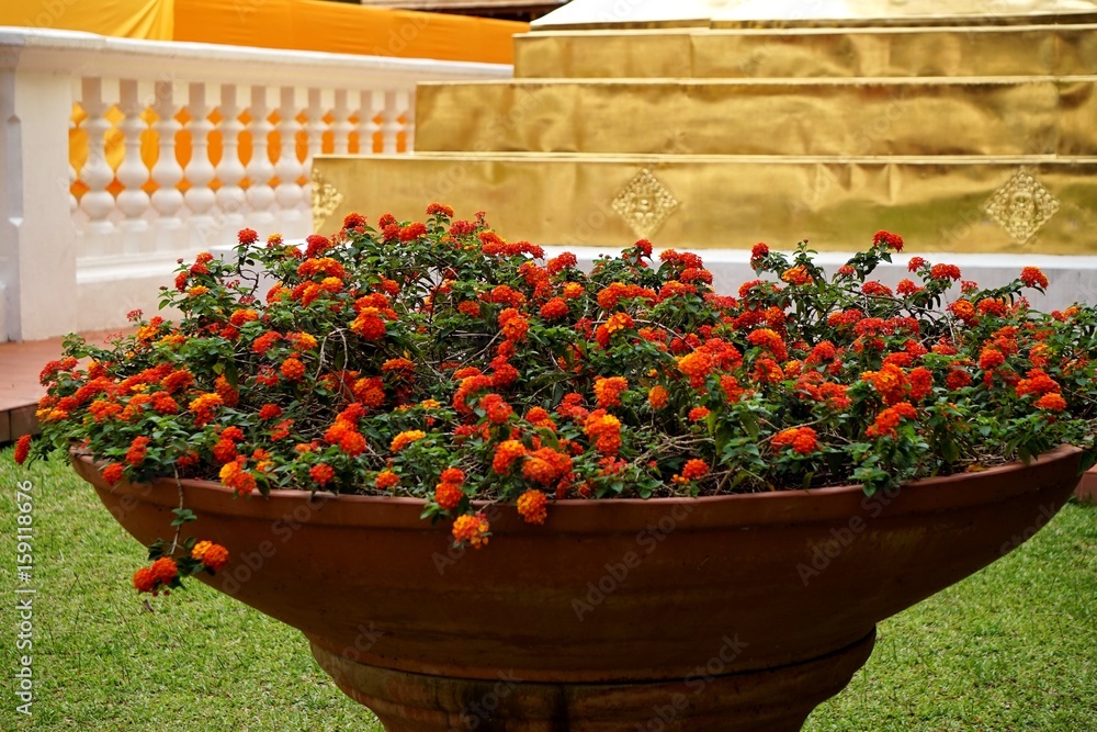 Lantana camara, also known as big-sage, wild-sage, red-sage, white-sage ...