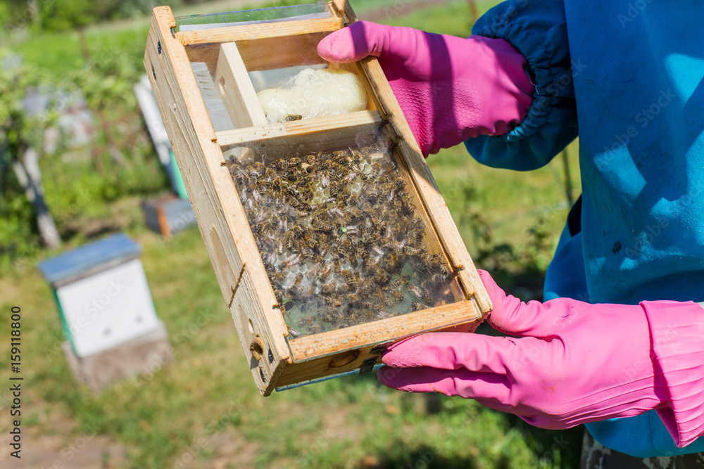 Tribal thoroughbred queen bee with label in the nucleus behind the ...