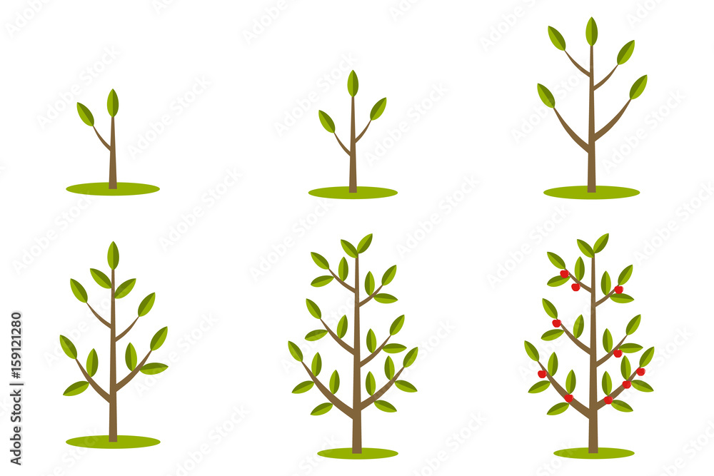 Phases of tree growth Stock Vector | Adobe Stock
