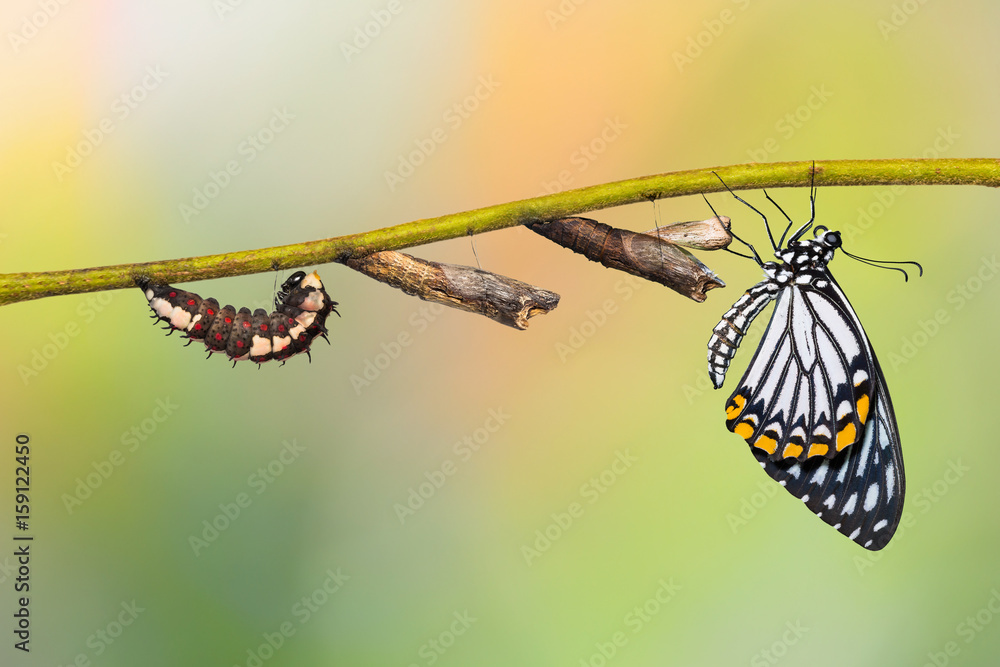 Poster Common Mime (Papilio clytia) butterfly life cycle – Wall Art ...