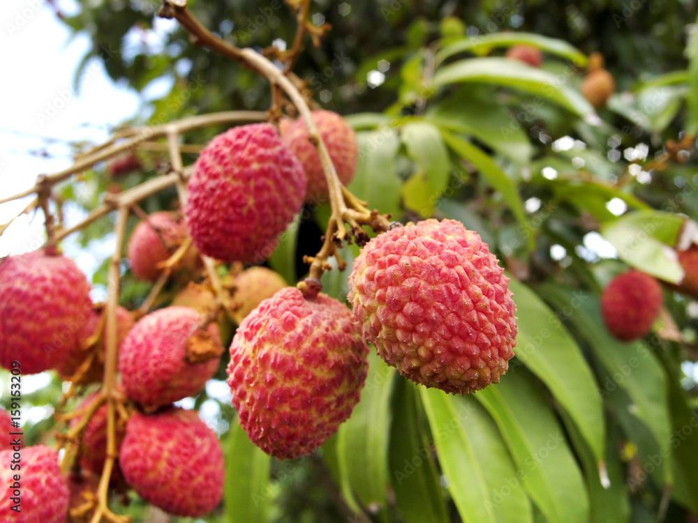 レイシ（ライチ）の実 Stock 写真 | Adobe Stock
