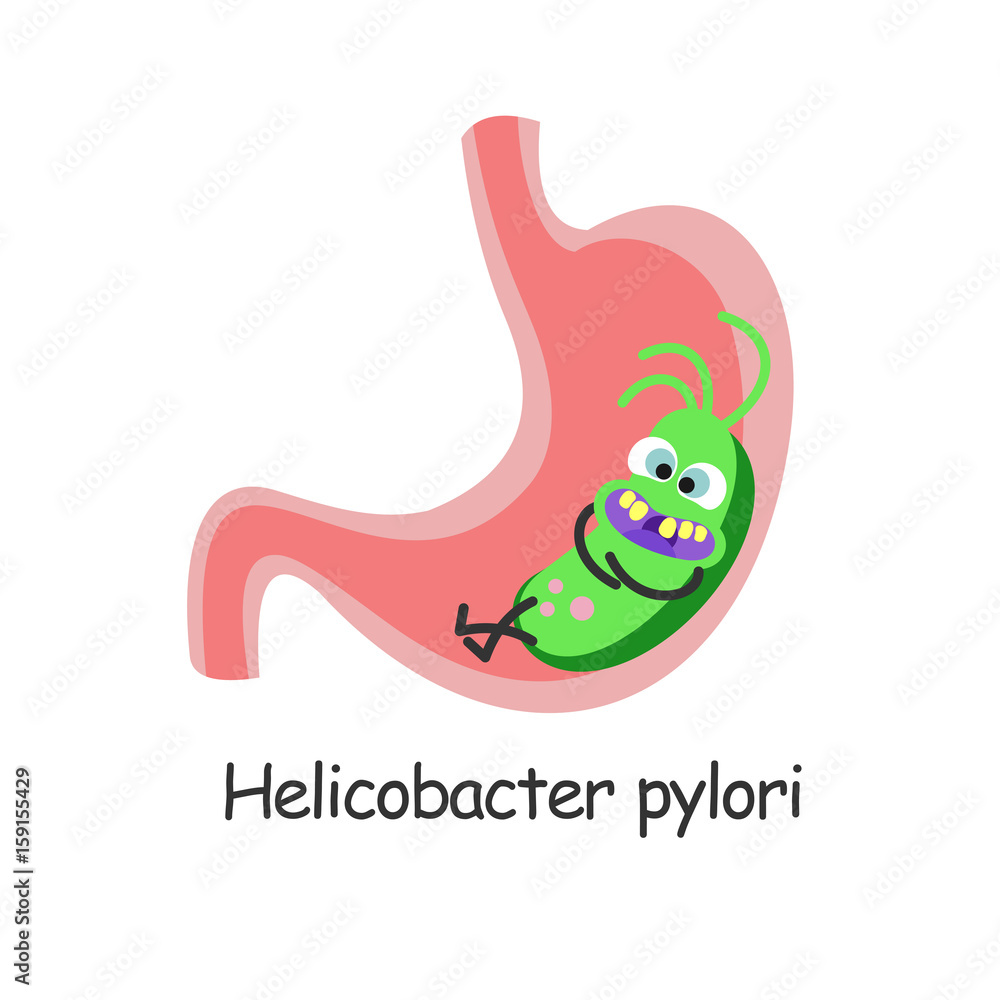 Helicobacter pylori. Harmful bacteria sitting in the stomach. Vector ...