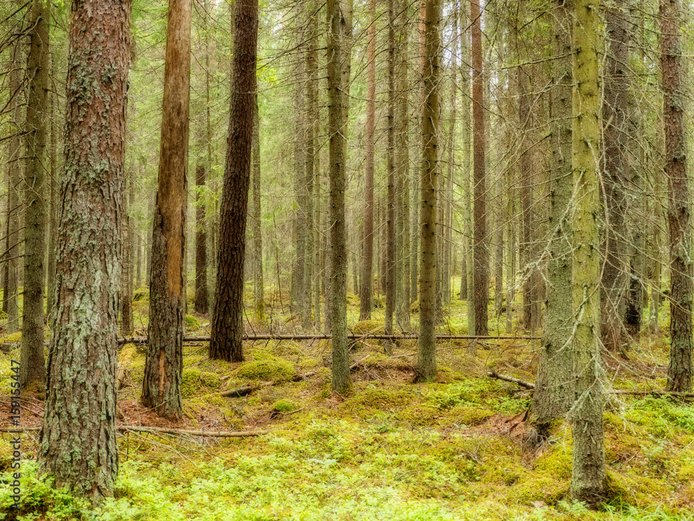 Old forest background Stock 写真 | Adobe Stock