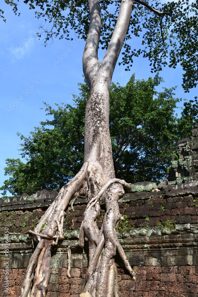 Tree roots on the temple walls of Angkor. Cambodia Stock Photo | Adobe ...