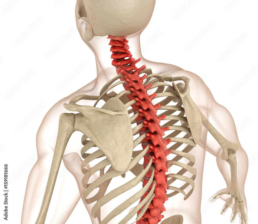 Spinal anatomy. Medically accurate 3D illustration Stock Illustration ...
