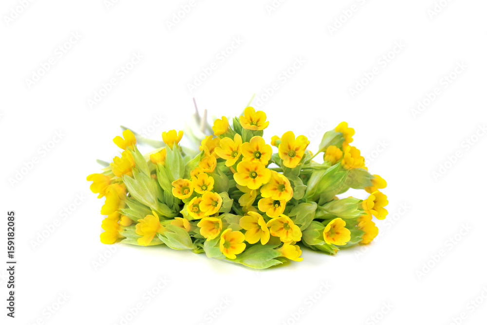 Blooming Primula veris (common names: common cowslip, cowslip, petrella ...