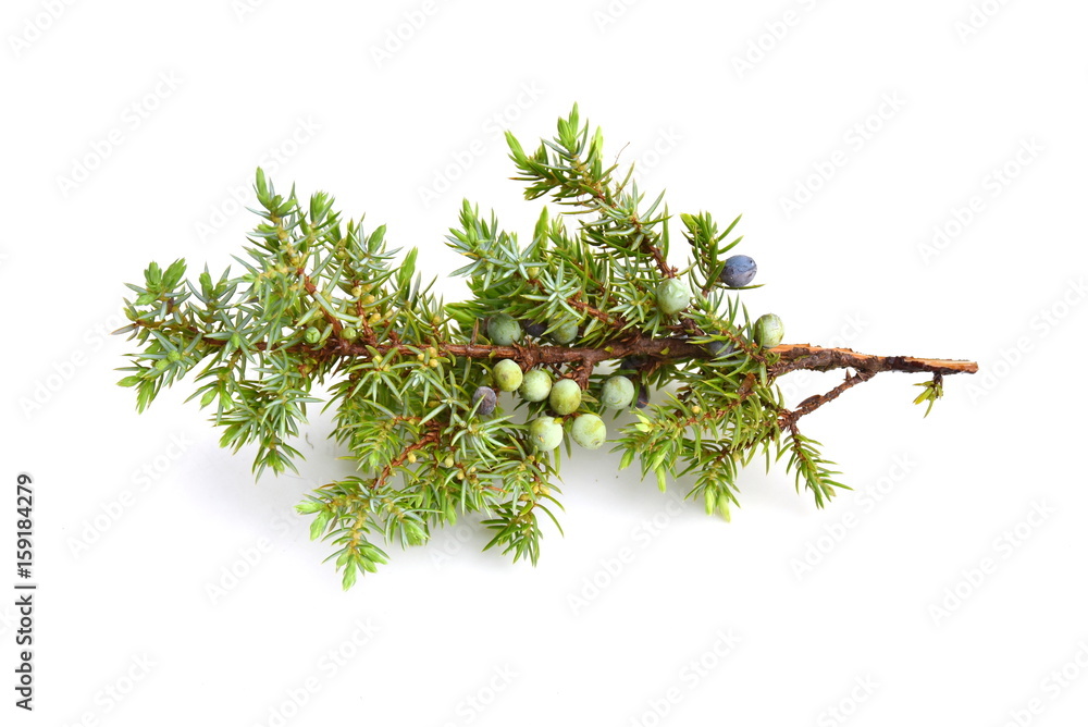Juniperus Communis