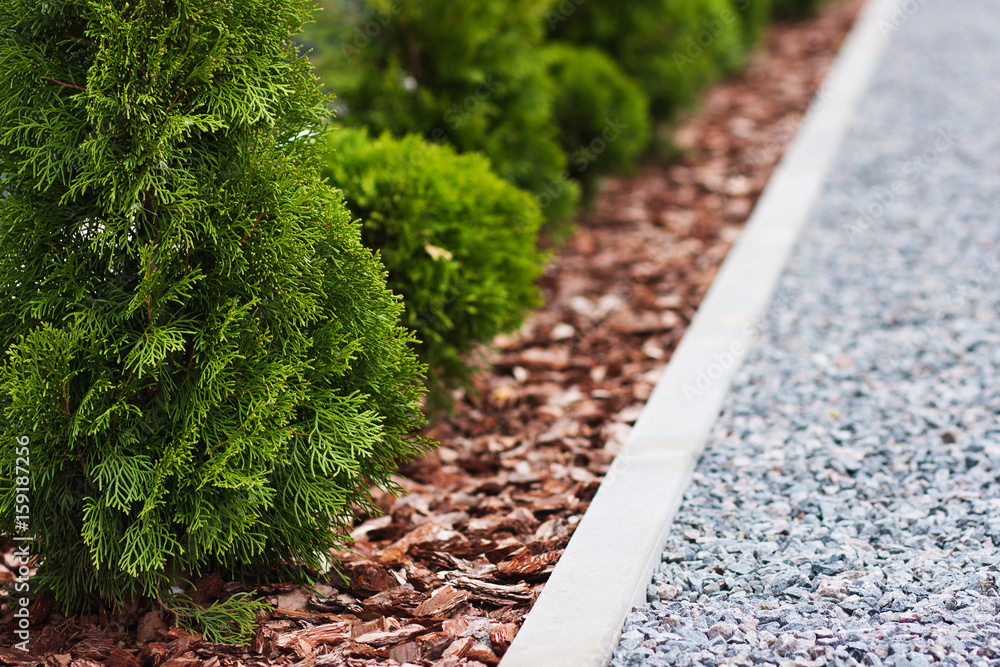 Evergreen trees are planted in a row. Tree thuya. Decorative plants ...