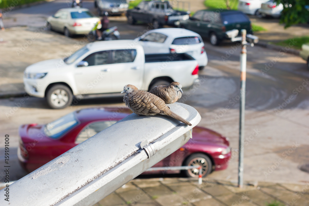two pigeons sitting on the electric light pole over blurred car park ...