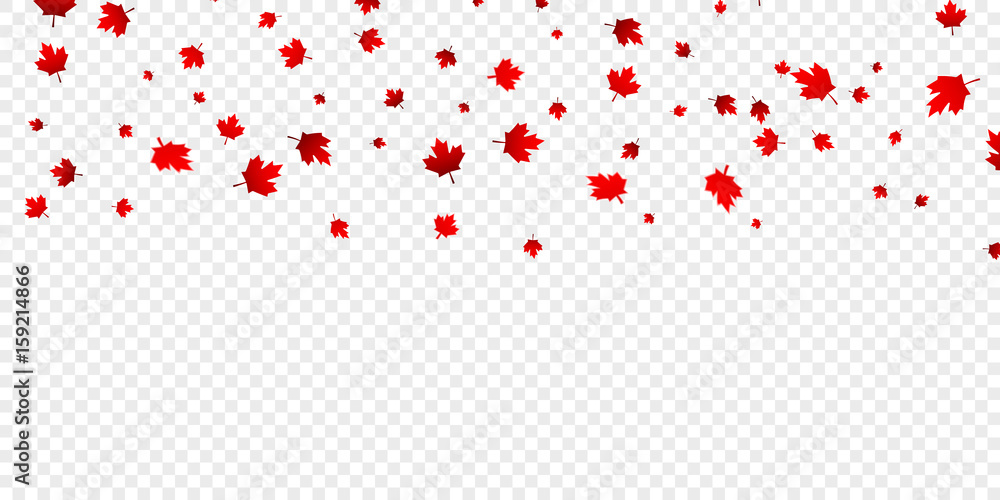 Canadian maple leaves background. Falling red leaves for Canada Day 1st ...