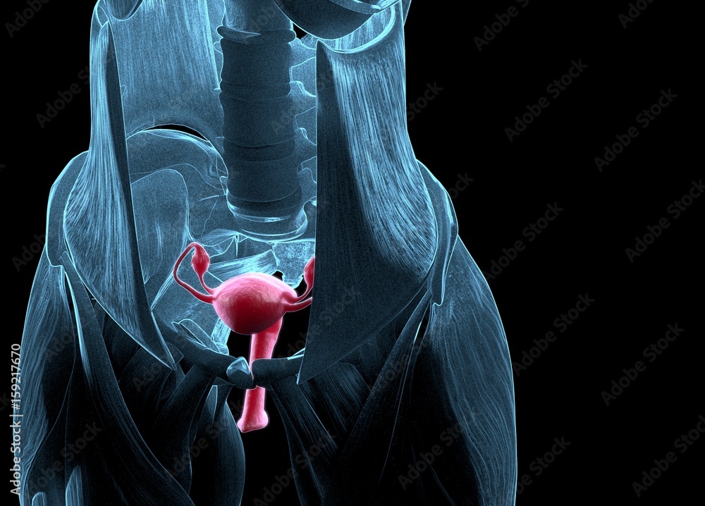 Uterus and ovaries. Female reproductive system. 3d illustration Stock ...