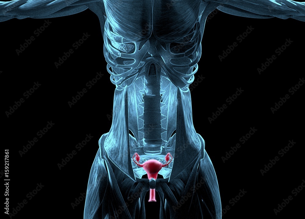 Uterus and ovaries. Female reproductive system. 3d illustration Stock ...