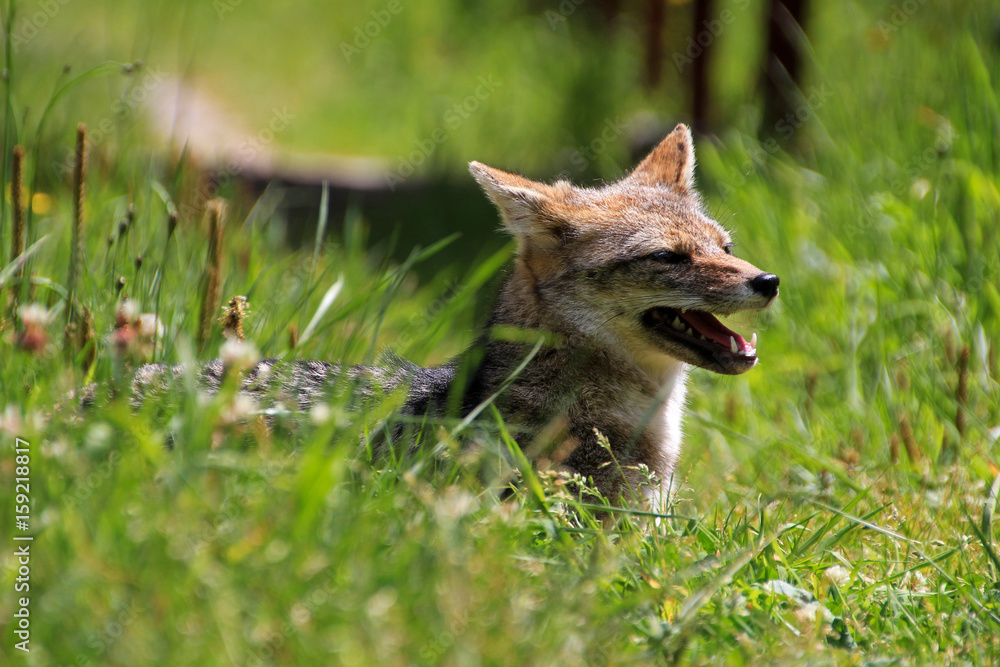 Andean fox, lycalopex culpaeus, also known as culpeo, zorro culpeo or ...
