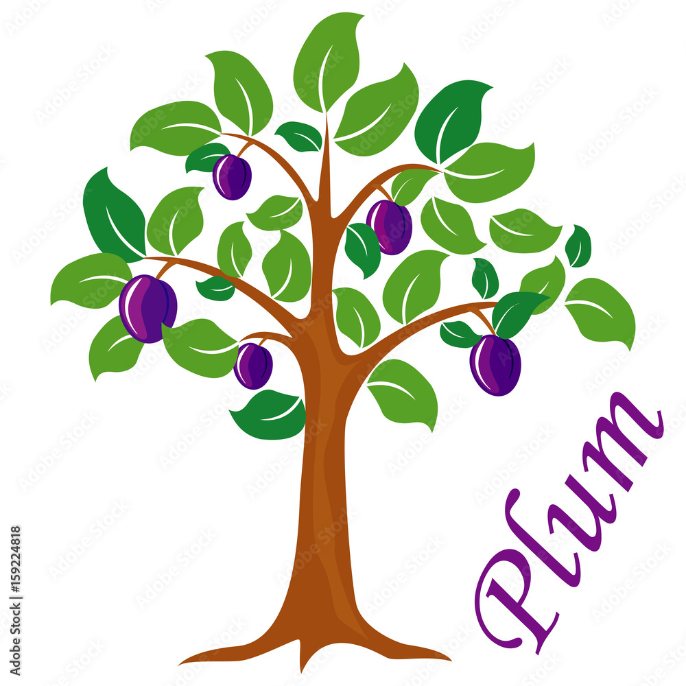 Plum tree vector illustration. Plum fruit. Stock Vector | Adobe Stock