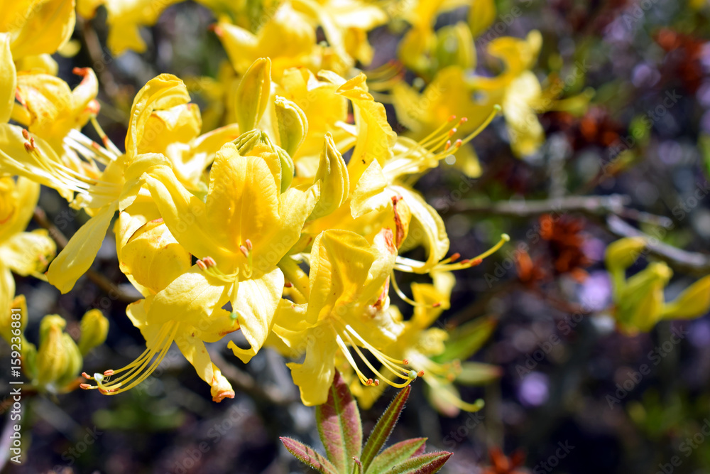Yellow flowers of Rhododendron luteum. Also known as yellow or ...