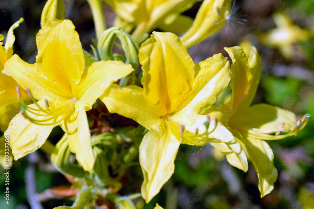 Yellow flowers of Rhododendron luteum. Also konwn as yellow or ...