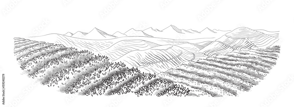 tea plantation landscape in graphic style, hand-drawn vector ...