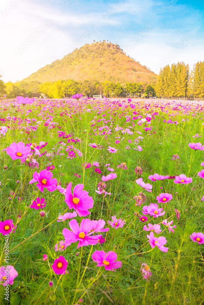 A field of cosmos with Mountain in the background..Beautiful cosmos ...